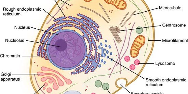 Mengapa Lisosom Hanya Terdapat pada Sel Hewan?