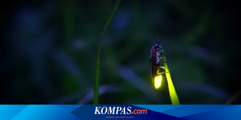 4 Fakta tentang Cahaya Kunang-kunang