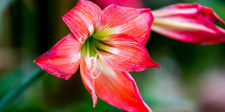 Daftar Nama-Nama Bunga di Dunia Beserta Artinya yang Istimewa - Kompas.com