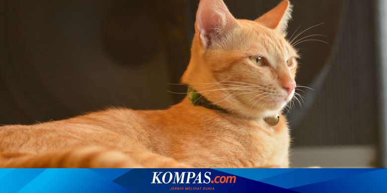 5 Cara Mengobati Kucing Diare