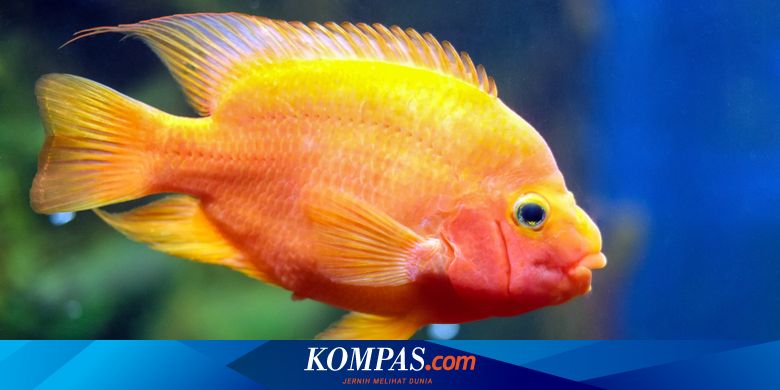 Mengenal Ikan Red Devil, Ikan Setan Merah Cantik yang Ganas ...