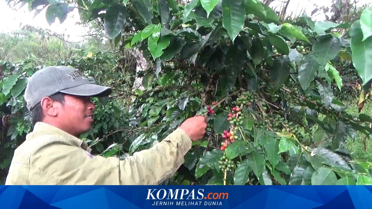 Cerita Kopi Toraja: Simbol Penghormatan Tamu dan Selalu Ada Saat ...