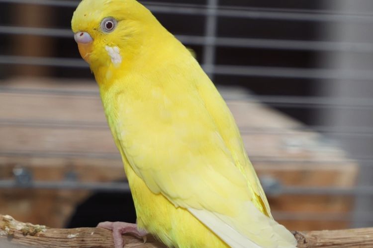 Ketahui, Ini Ragam Tanda Burung Parkit Bertelur