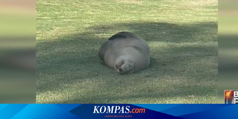 Singa Laut Hamil Tua Terdampar di Lapangan Golf, Petugas Kelimpungan