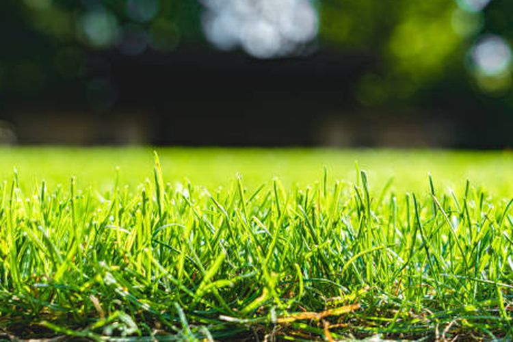 Mengapa Rumput Berwarna Hijau?
