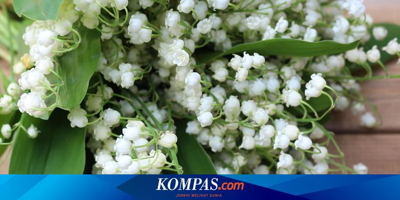 Cara Menanam Lily of The Valley, Bunga Favorit Ratu Elizabeth II