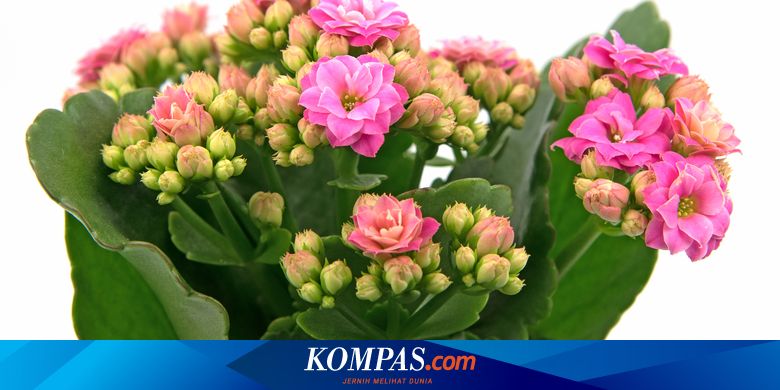 8 Tanaman Bunga yang Cocok Ditanam di Pot di Dalam Rumah