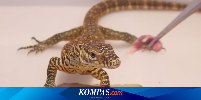 Untuk Pertama Kali, 16 Bayi Komodo Lahir di Bali