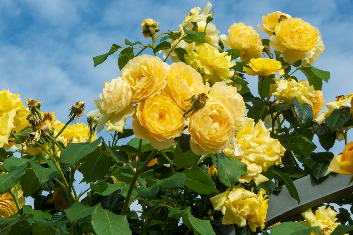 9 Bunga yang Dapat Membawa Keberuntungan ke Rumah