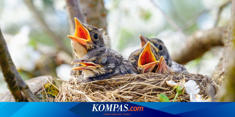7 Hal tentang Bayi Burung yang Perlu Diketahui Sebelum Memeliharanya