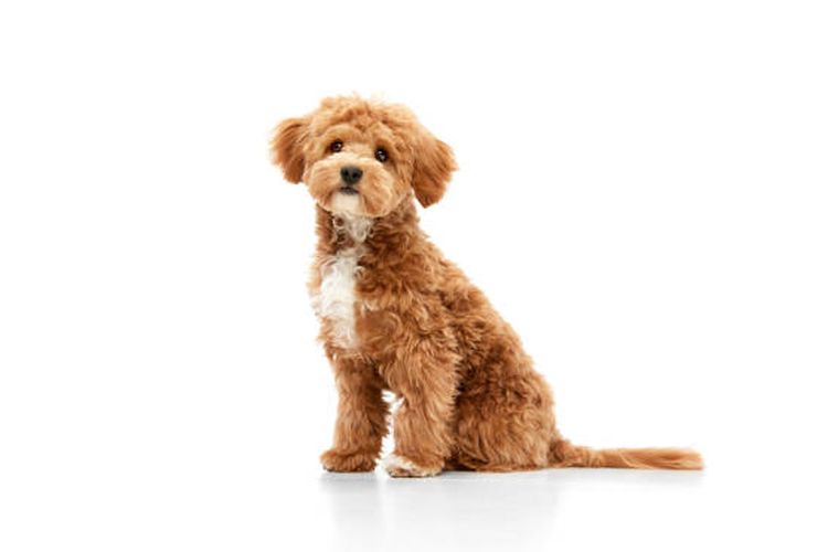 5 Rekomendasi Ras Anjing Berukuran Kecil yang Menggemaskan untuk Dipelihara