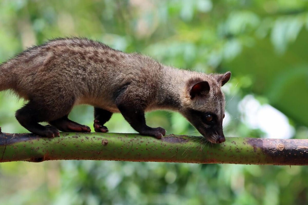 Wangi Pandan Musang Luwak: Penanda Kehidupan dan Keseimbangan Hutan