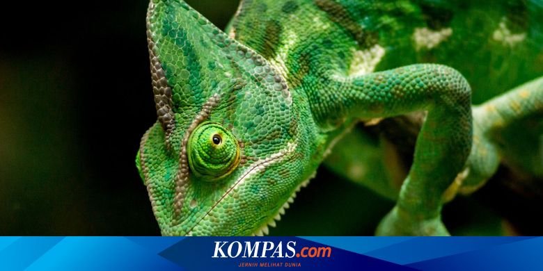 5 Hewan Ini Punya Cara Unik untuk Bertahan Hidup