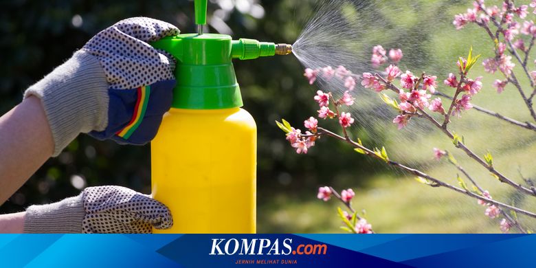 6 Cara Alami Mengendalikan Hama di Taman Rumah