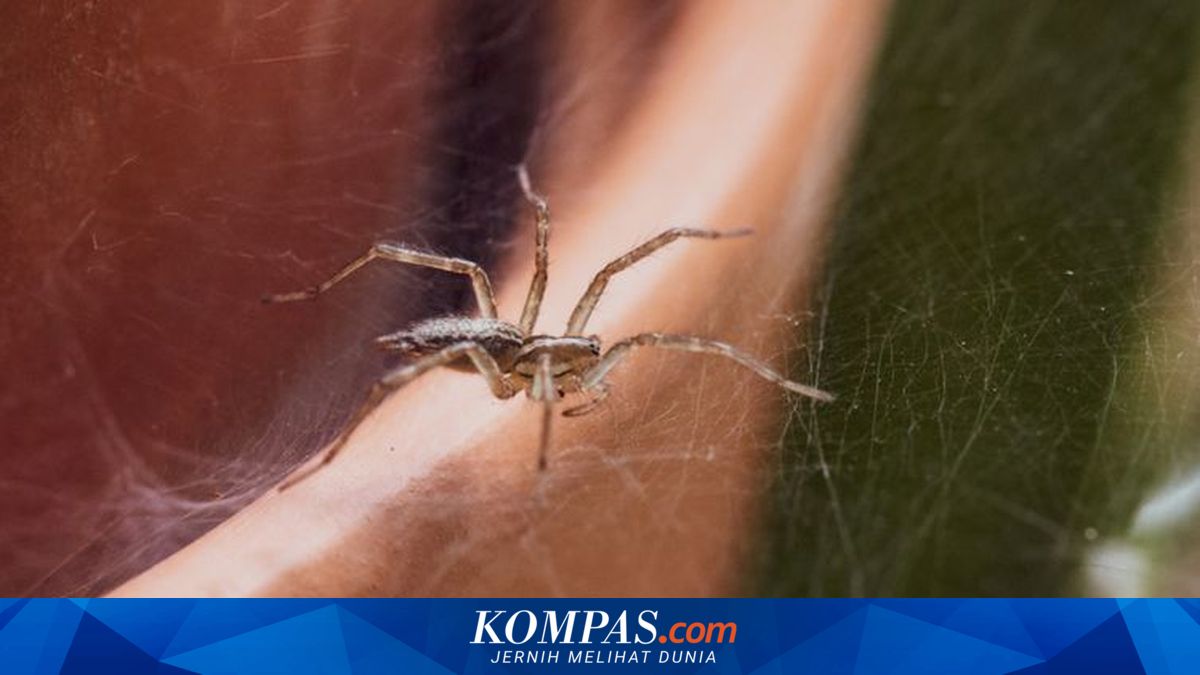 Australia Uji Coba Racun Laba-laba Jadi Obat Jantung dan Stroke
