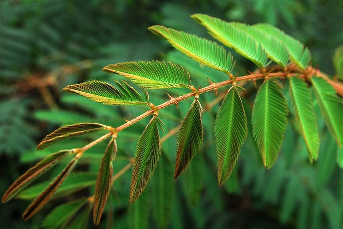Manfaat Putri Malu, Atasi Gondongan dan Gangguan Pencernaan