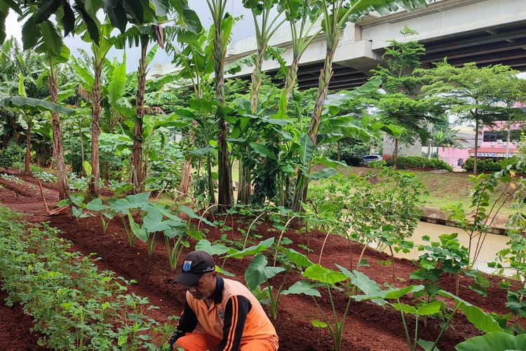 Foto : Ketika PPSU Jaktim Sulap Kolong Tol Becakayu Menjadi Kebun Sayur