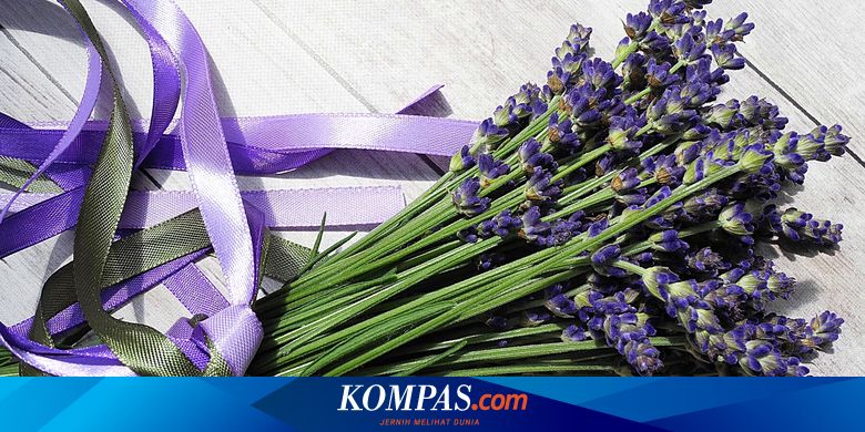 Kenapa Bunga Lavender Layu? Ternyata Ini Penyebabnya