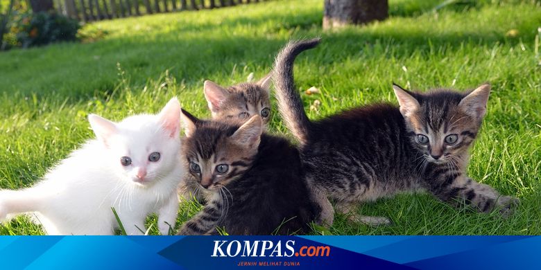 Cara Kucing Berkembang Biak yang Perlu Anda Ketahui