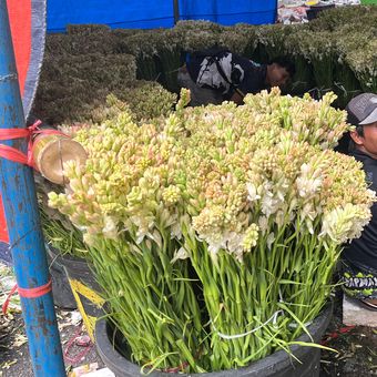 Cara Membuat Bunga Sedap Malam Tetap Segar dan Harum Selama Idul Fitri