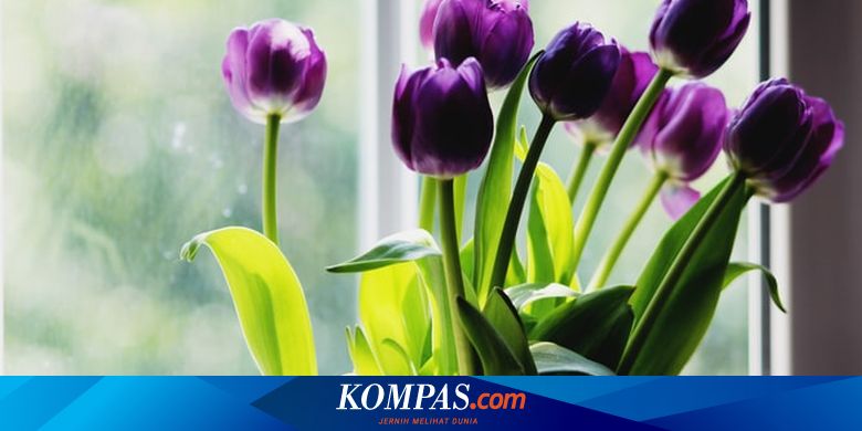 4 Cara Membuat Bunga Tulip Tetap Segar dan Tidak Terkulai di Dalam Vas