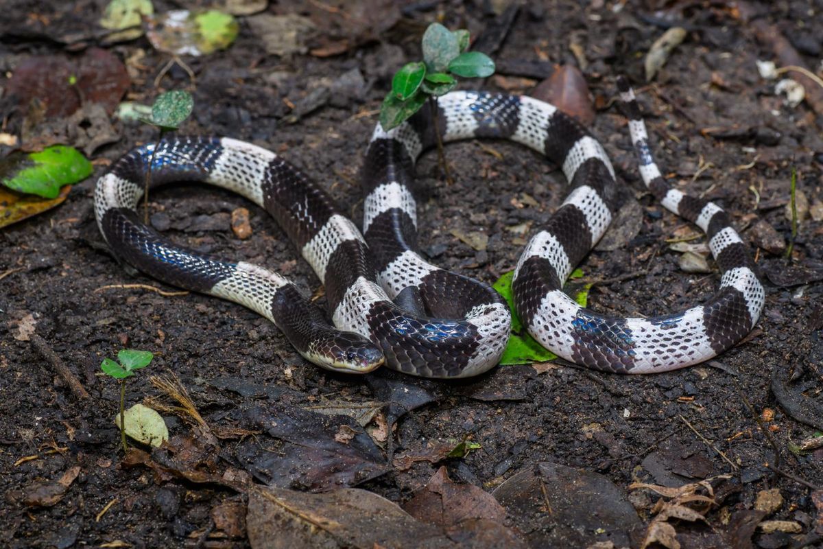 3 Tips Hadapi Ular Weling Masuk Rumah, Jangan Sembarangan Usir