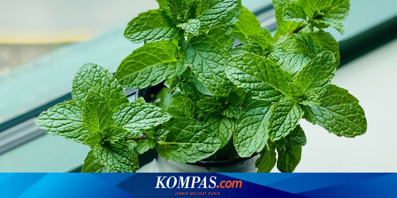 5 Manfaat Mint untuk Kehidupan Rumah Tangga, Apa Saja?