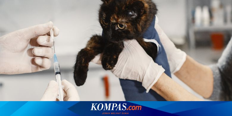 Langkah Antisipasi untuk Cegah Rabies pada Anabul, Apa Itu?