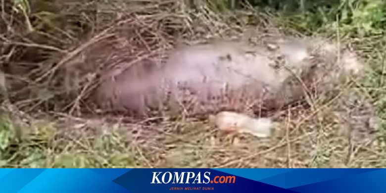 Ular Sepanjang 4,5 Meter Makan Sapi Utuh, Mati karena Perutnya Robek