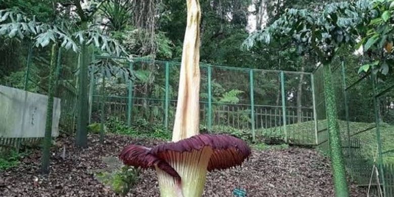 Jenis Bunga Bangkai yang Paling Dikenal di Indonesia - Kompas.com