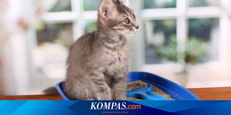 Panduan Cara Menjaga Kebersihan Kotak Pasir Kucing