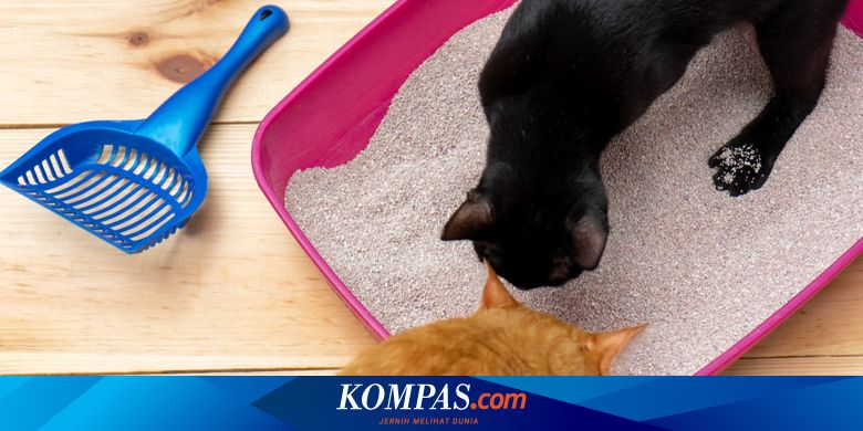 4 Tempat Terbaik untuk Meletakkan Kotak Pasir Kucing