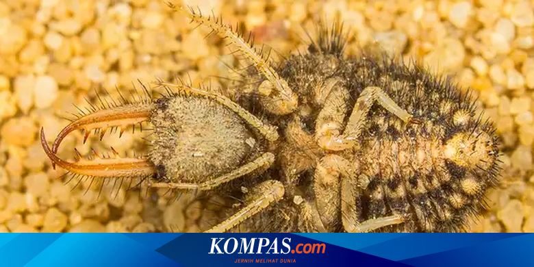Serangga Ini Pura-pura Mati hingga 1 Jam, untuk Apa?