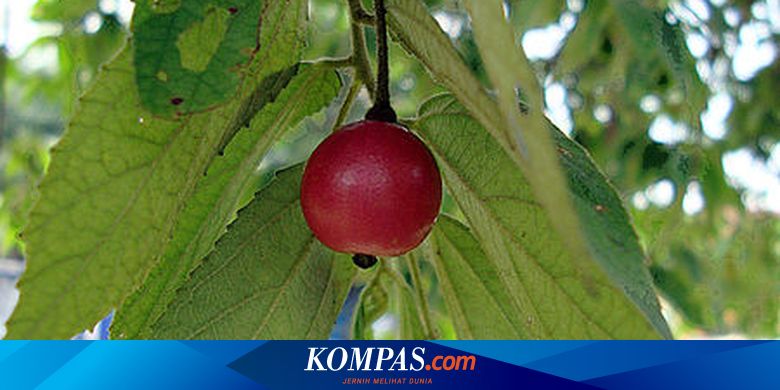 6 Manfaat Buah Kersen untuk Kesehatan