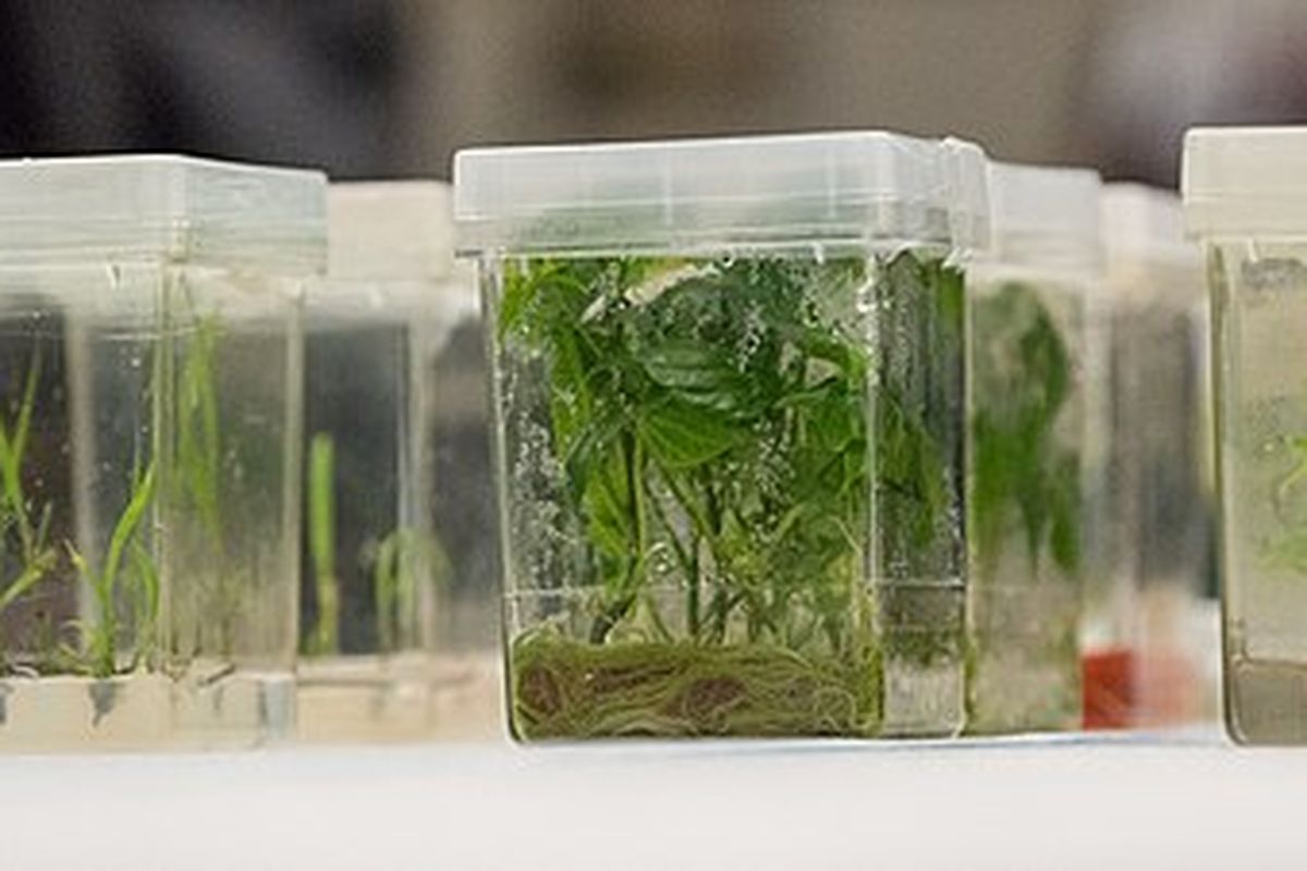 Keuntungan Kultur Jaringan