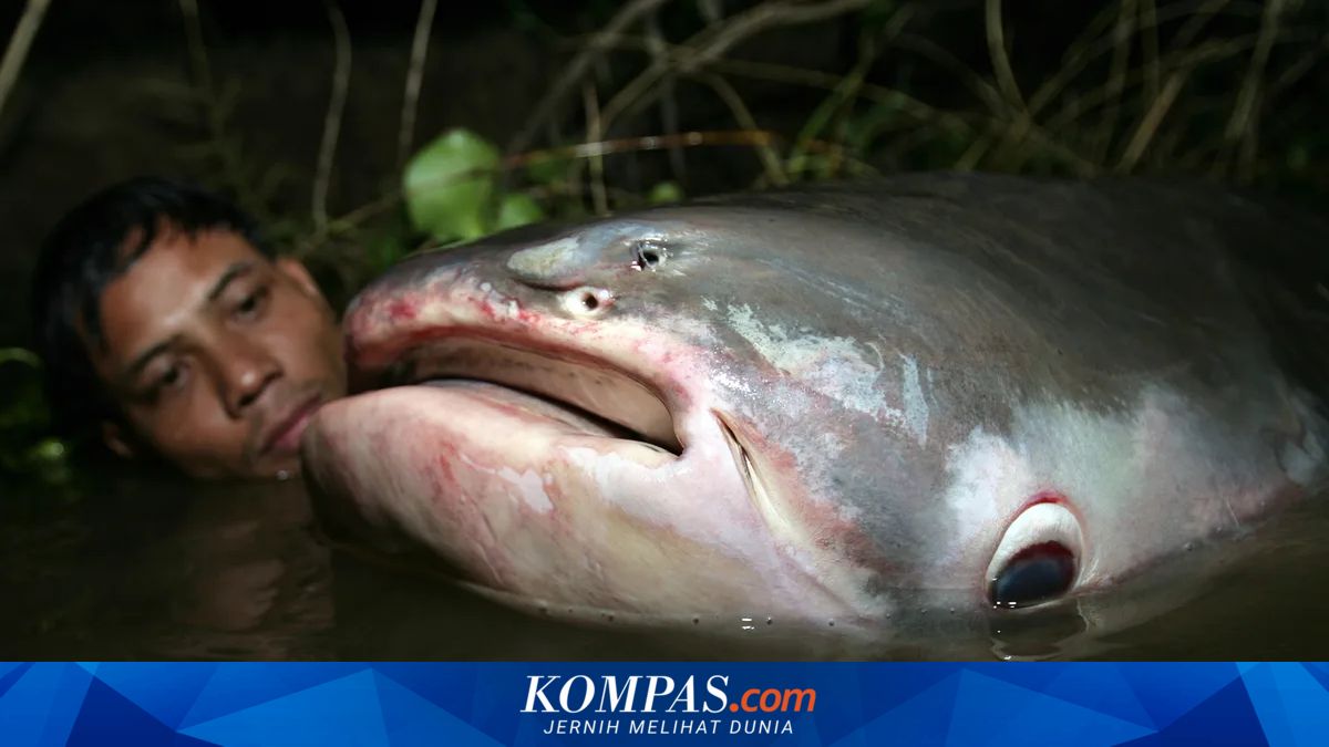 Ilmuwan Ungkap Penyebab Ikan-ikan Raksasa di Sungai Mekong Menyusut ...