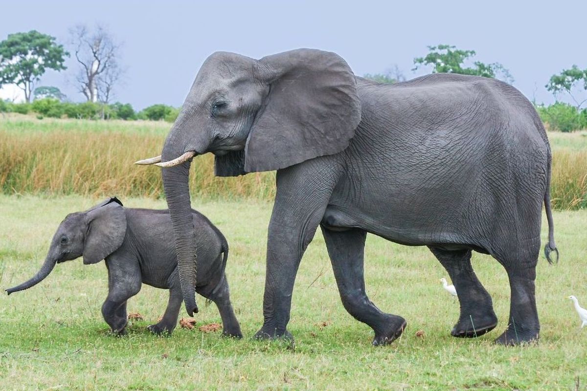 13 Fakta Menarik Gajah: Ukuran, Masa Kehamilan, hingga Makanannya