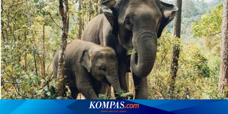 Ibu Hamil di Musi Rawas Tewas Diserang Gerombolan Gajah Liar Saat ...