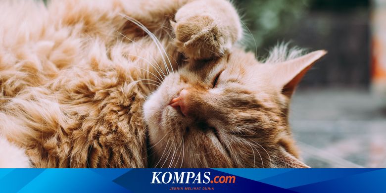 Kenapa Kucing Rumahan Tidak Bisa Mengaum?