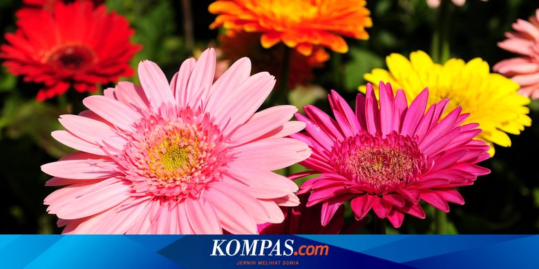 6 Arti Bunga Gerbera Daisy Berdasarkan Warnanya