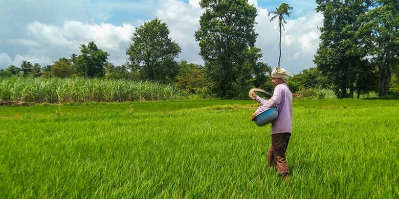 Jangan Asal, Ini Cara Tepat Memupuk Tanaman Padi