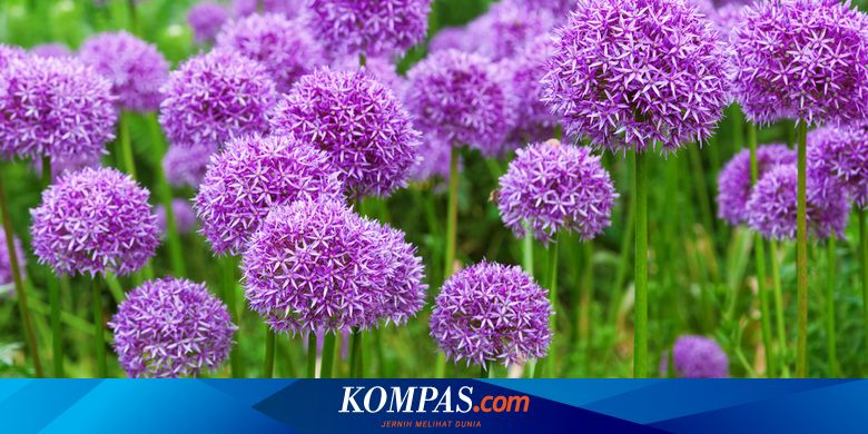 7 Bunga Berwarna Ungu yang Cantik dan Menawan, Mana Kesukaan Anda?