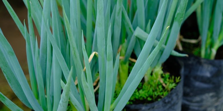Cara Menanam Bibit Daun Bawang di Polybag yang Benar agar Cepat Tumbuh