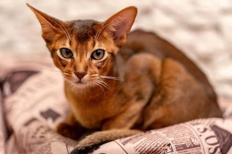 Termasuk Jenis yang Unik, Berikut Sifat dan Karakter Kucing Abyssinian