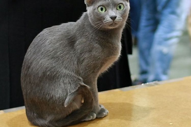 12 Fakta Menarik Kucing Korat, Dianggap Membawa Keberuntungan