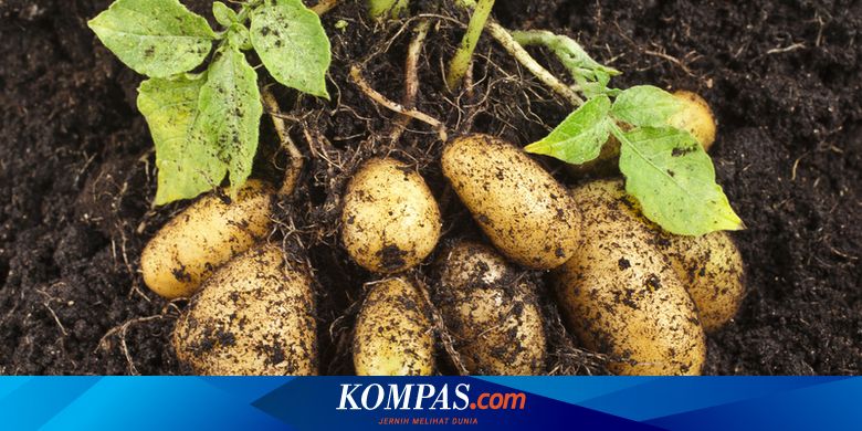 Cara Menanam Kentang di Rumah dengan Mudah dan Cepat Tumbuh