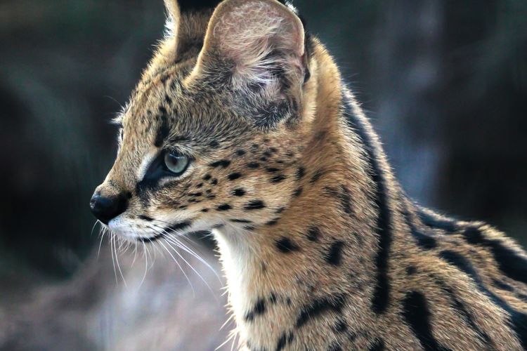 Mengenal Ras Kucing Serval, dari Sejarah, Karakteristik, dan Perawatan
