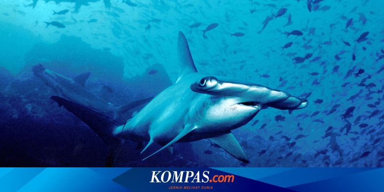 Hiu dan Ikan Pari di Ambang Kepunahan, Apa yang Bisa Dilakukan?