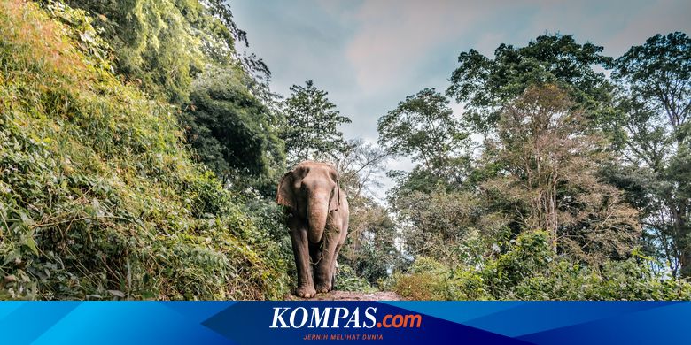 Gajah Sumatera Hamil di Bengkalis Mati, Ternyata Diracun
