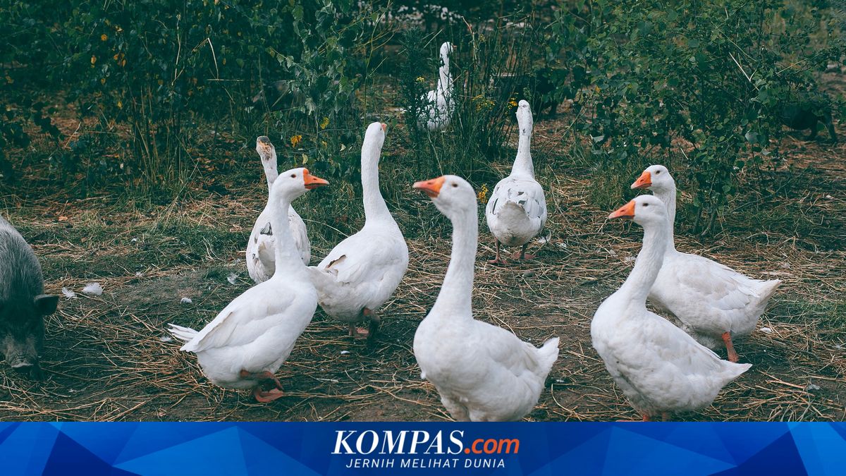 Alasan Soang Suka Menyosor, Jangan Lari jika Tak Ingin Semakin Dikejar